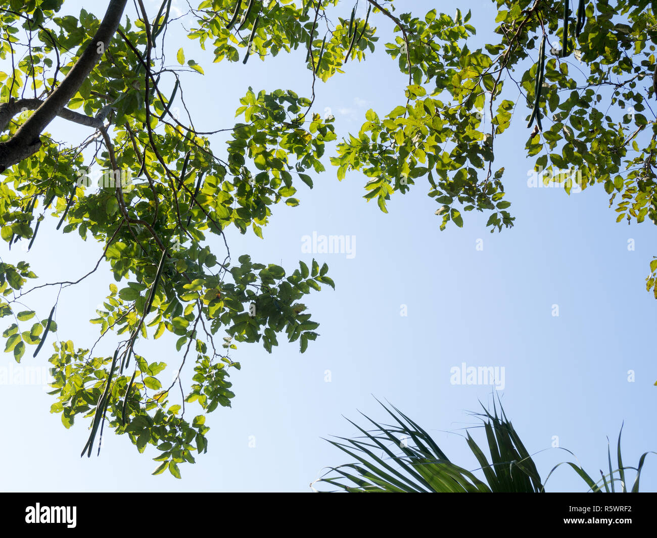 Ant eye view of the tree. Under the shade of a large tree with a bright ...