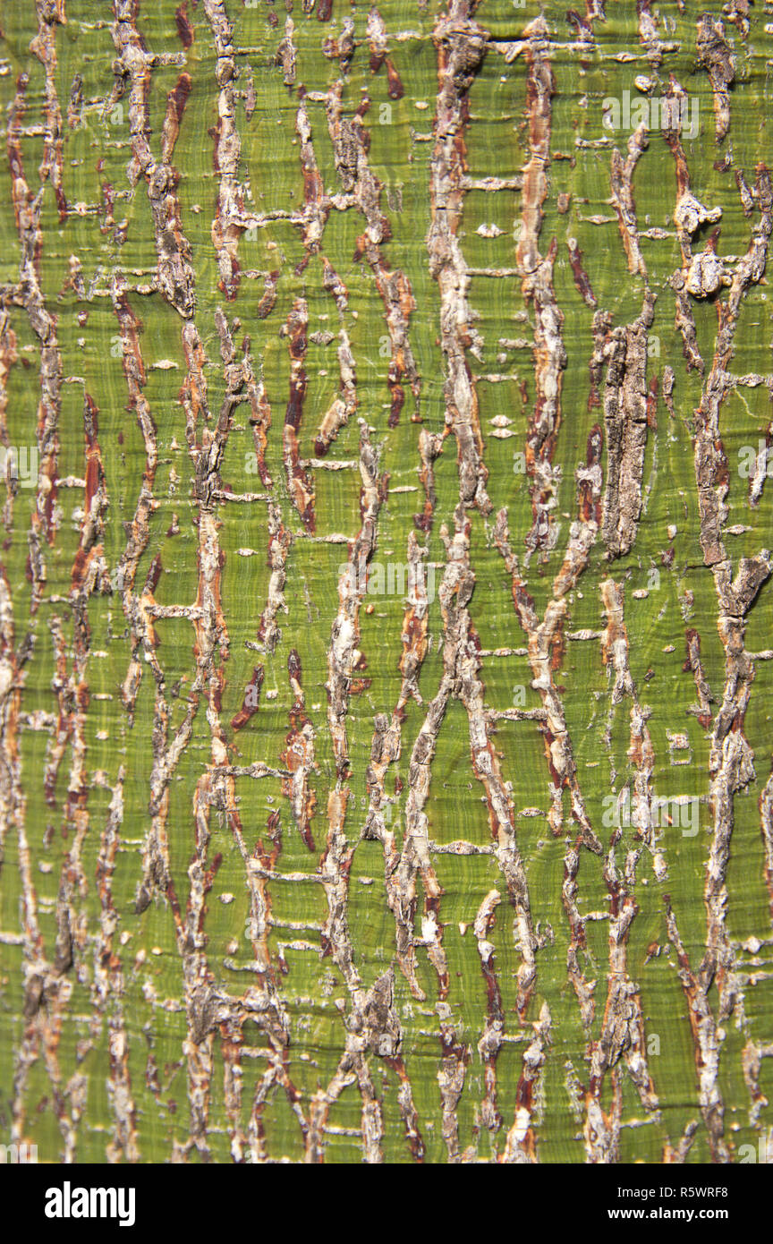 Jacaranda wood hi-res stock photography and images - Alamy