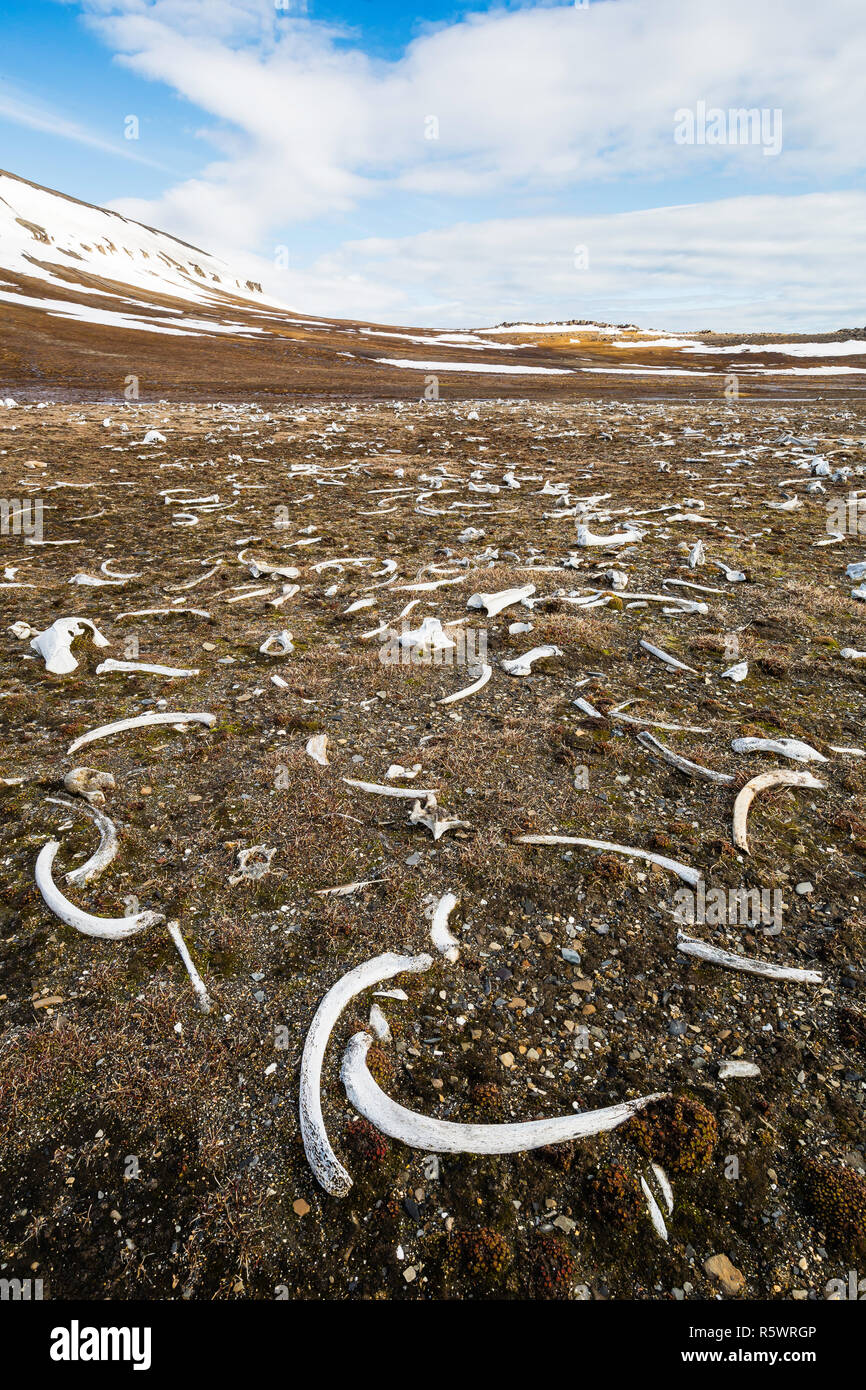 Strewn bones of the Atlantic walrus, Odobenus rosmarus rosmarus, from ...