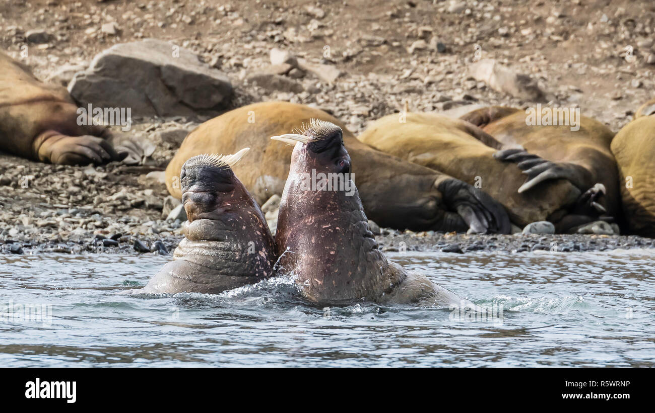 Male Atlantic walrus fighting, Odobenus rosmarus rosmarus, hauled out ...