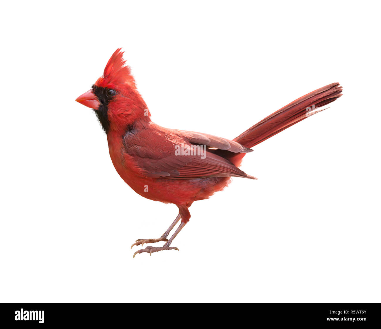 Male northern cardinal red Cut Out Stock Images & Pictures - Alamy