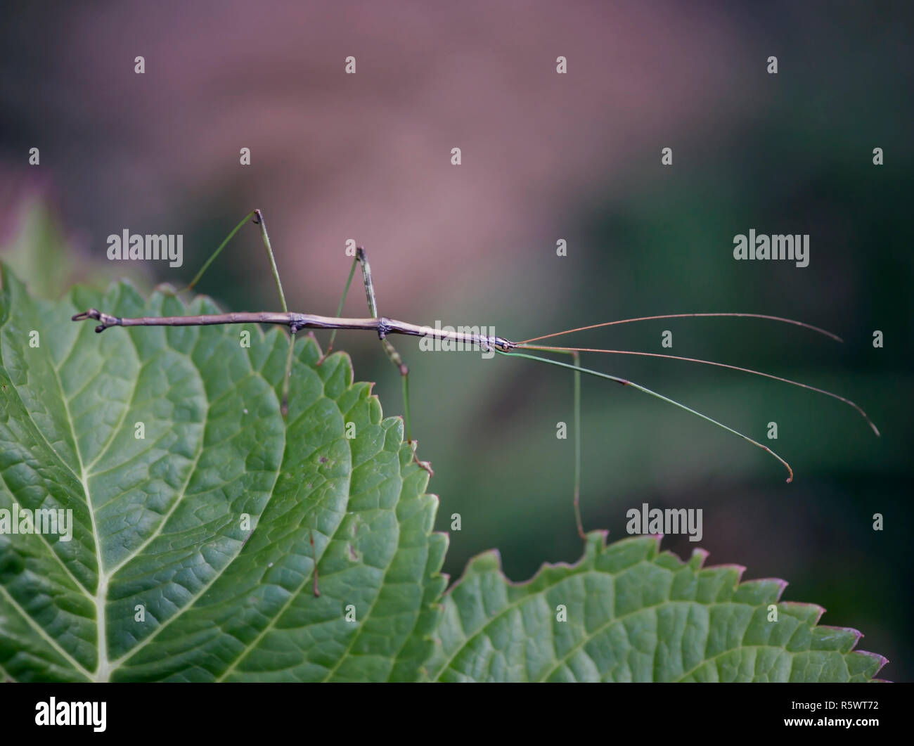 Northern Walking Stick Stock Photo - Alamy