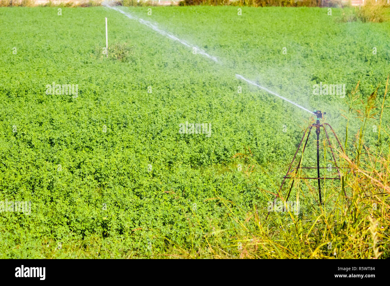 Automatic irrigation of crop fields Stock Photo - Alamy
