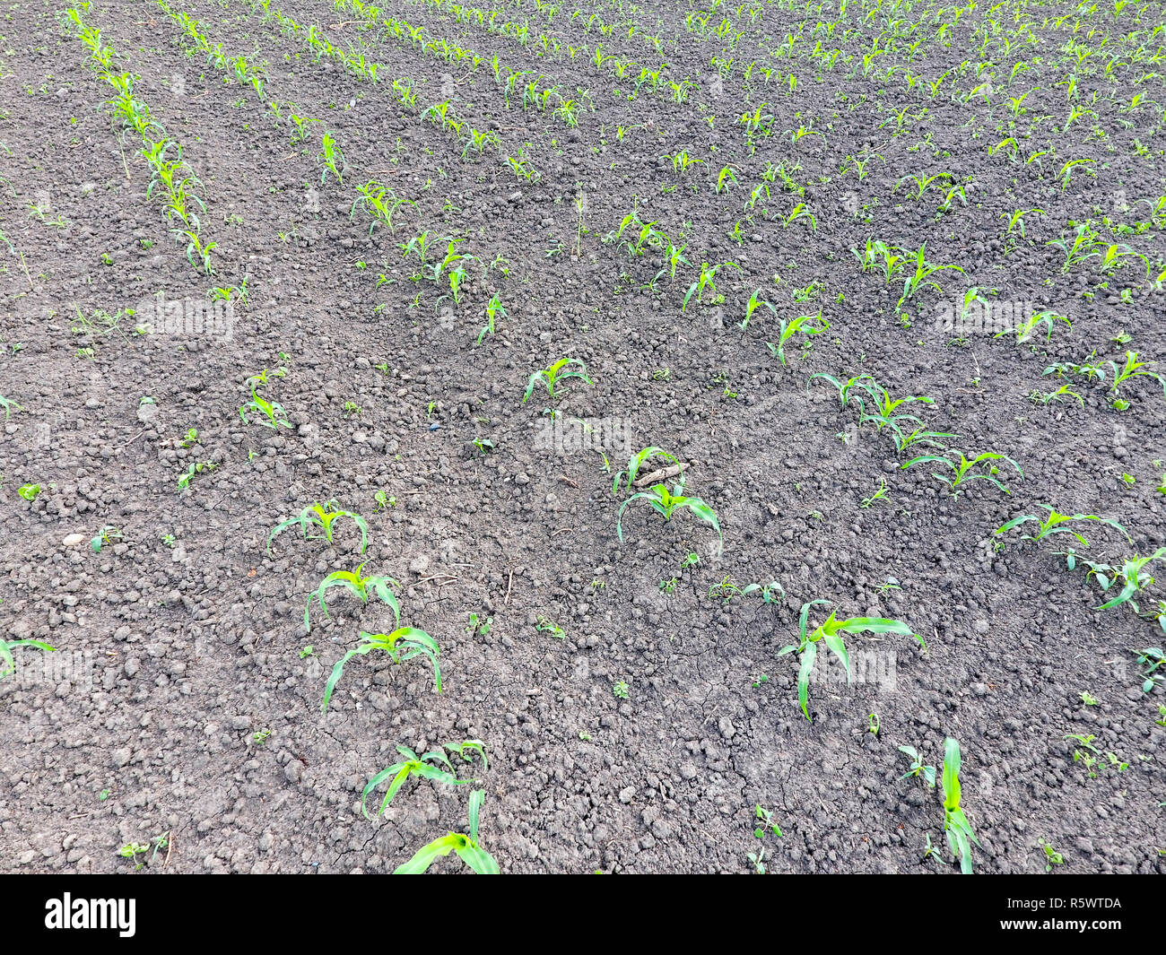 Field of young corn. Shoots of corn on the field. Fodder corn for ...