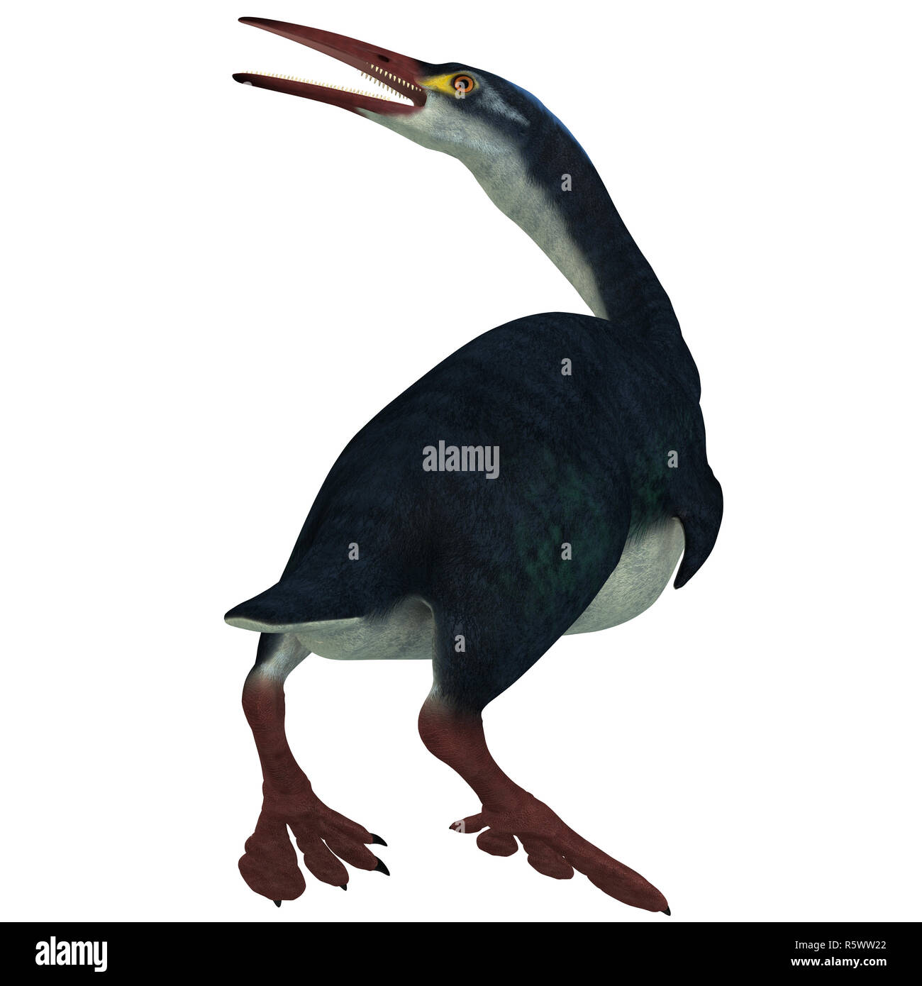 Hesperornis hi-res stock photography and images - Alamy