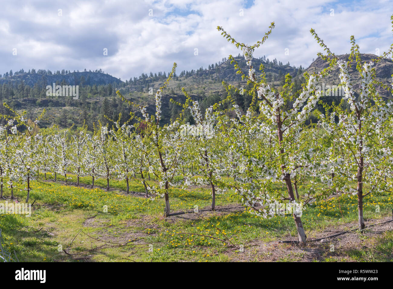 Trees in apple orchard blooming in April Stock Photo - Alamy