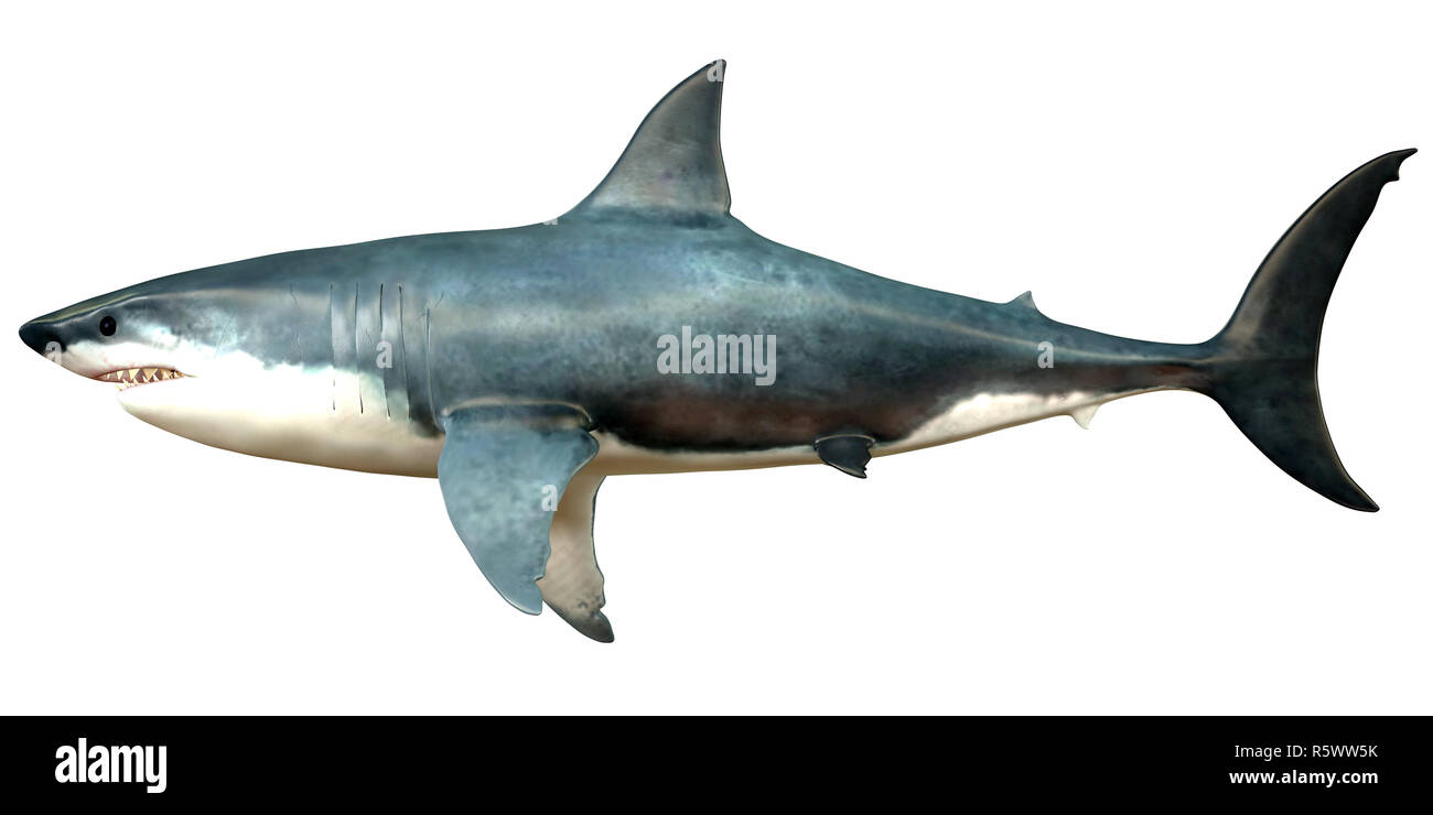 Megalodon hi-res stock photography and images - Alamy