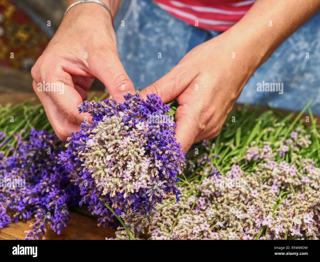 Woman hands binding lavender flowers with scissors and string ...