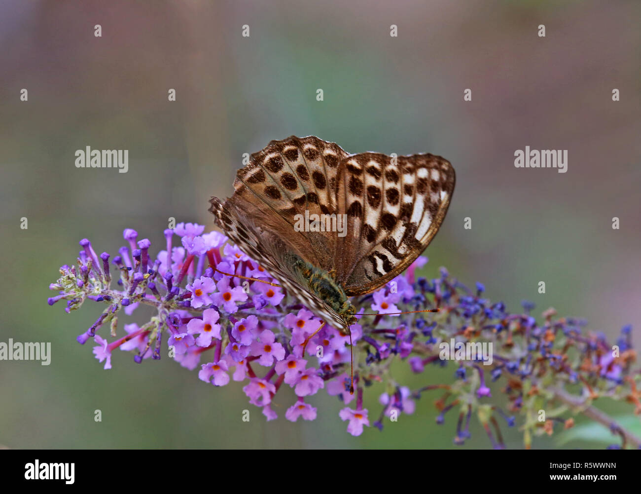 Female butterfly violet moth hi-res stock photography and images - Alamy