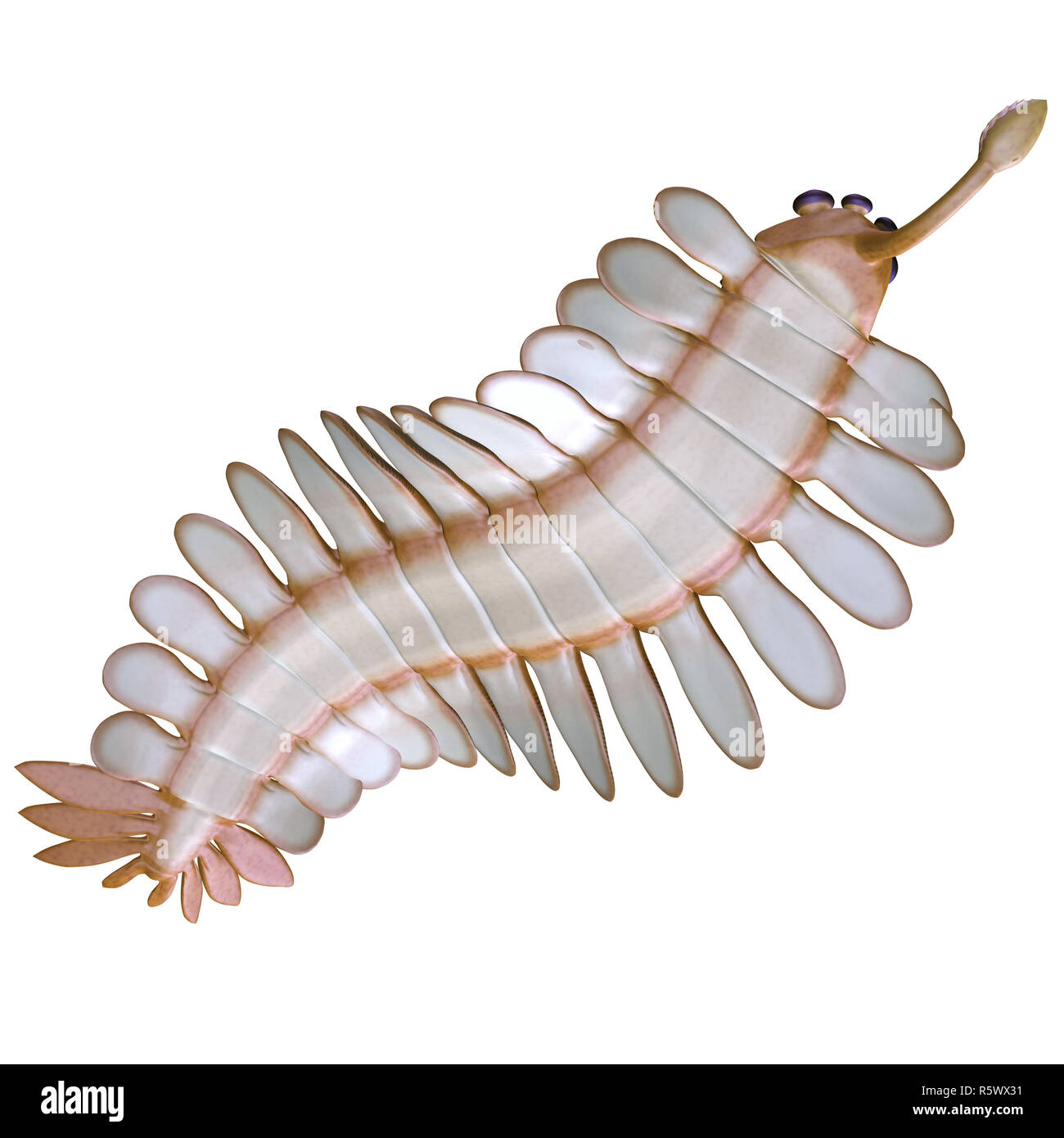 Opabinia hi-res stock photography and images - Alamy