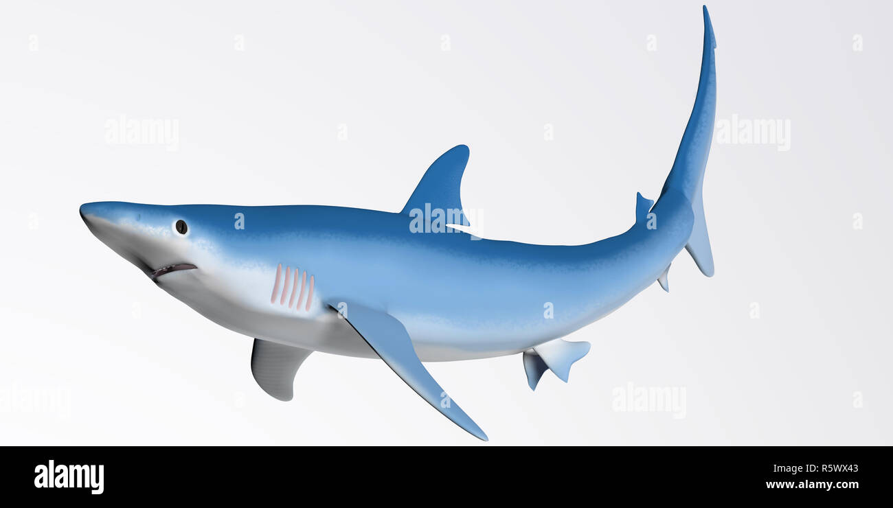 Blue Shark Profile Stock Photo - Alamy