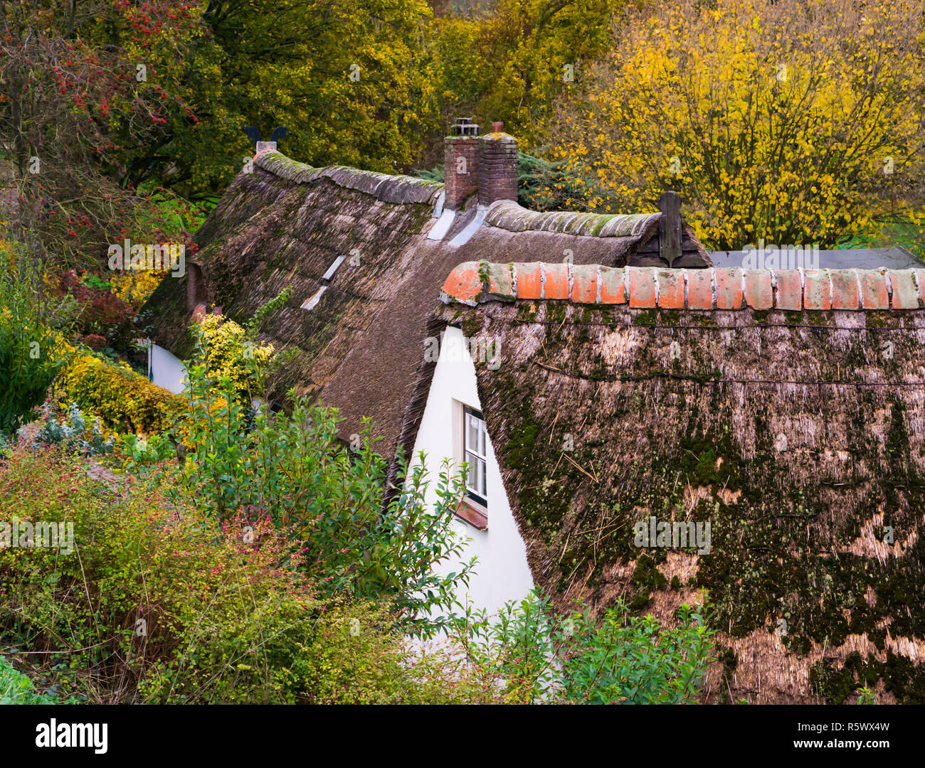 some old typical dutch houses with straw rooftops covered in moss, in a ...