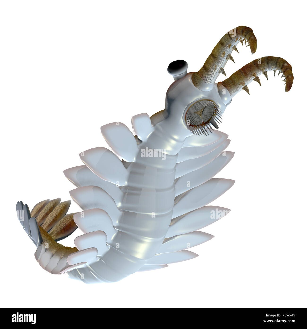 Panthalassic Ocean Anomalocaris