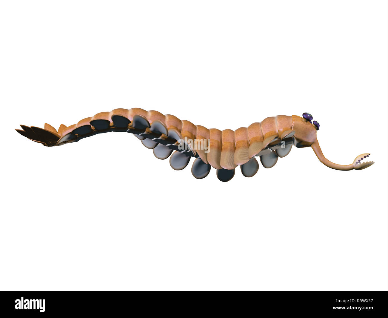 Cambrian Opabinia Side Profile Stock Photo - Alamy