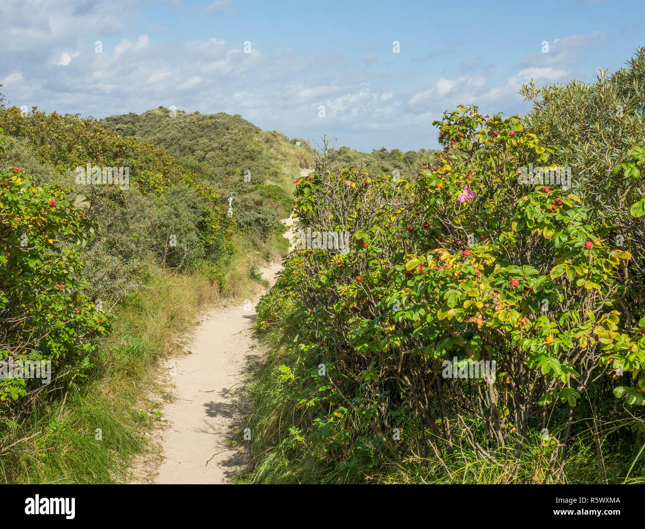 the beach and the dunes of spiekeroog Stock Photo - Alamy