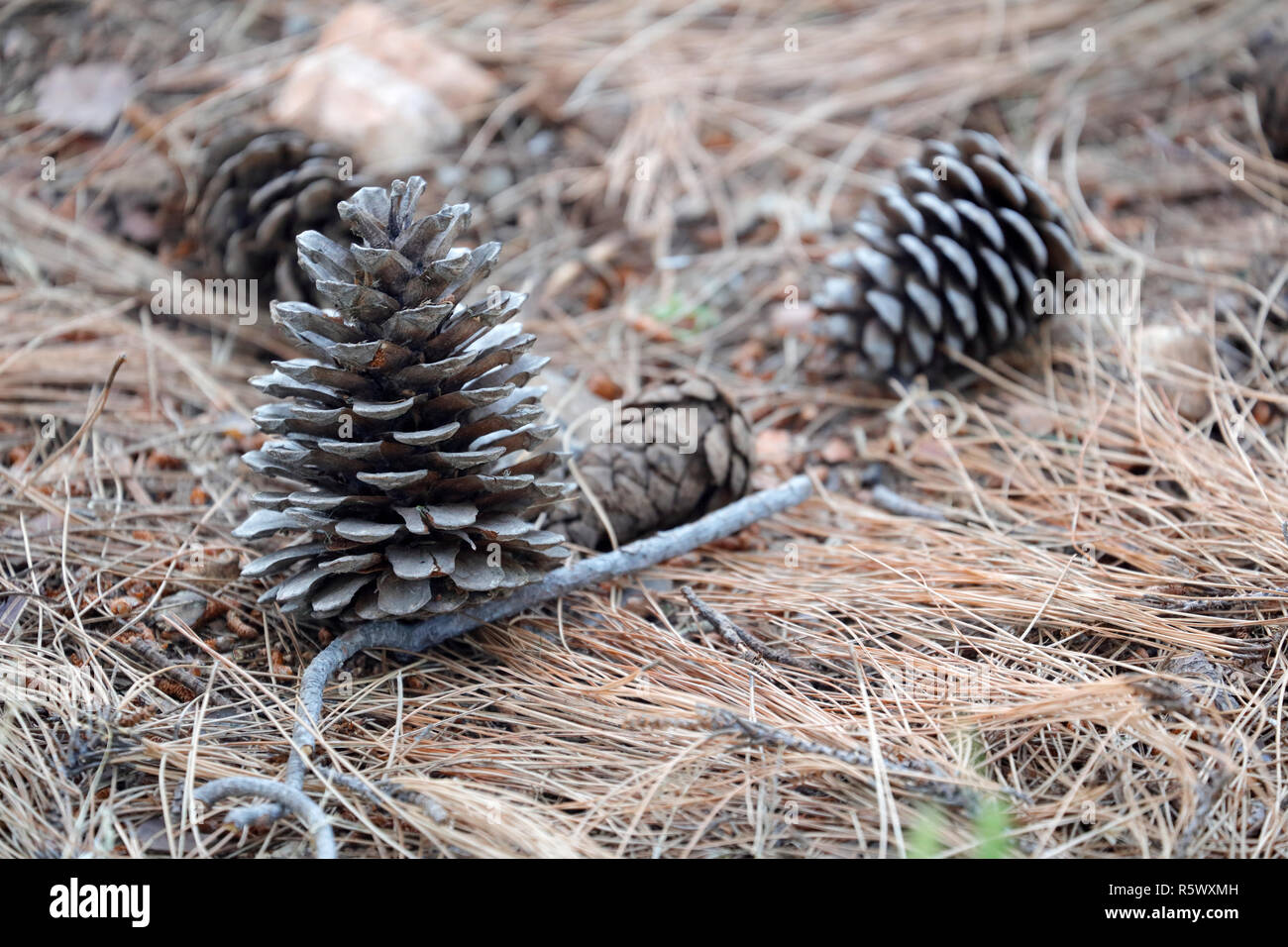 Pine leaves background hi-res stock photography and images - Alamy