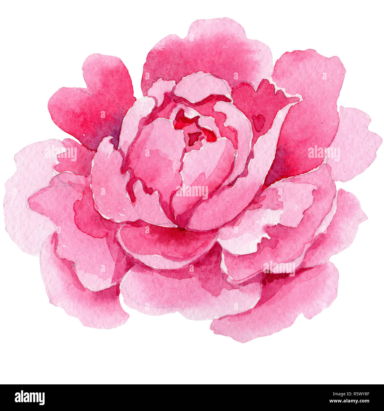 Pink peony flower with. Isolated peony illustration element. Watercolor ...
