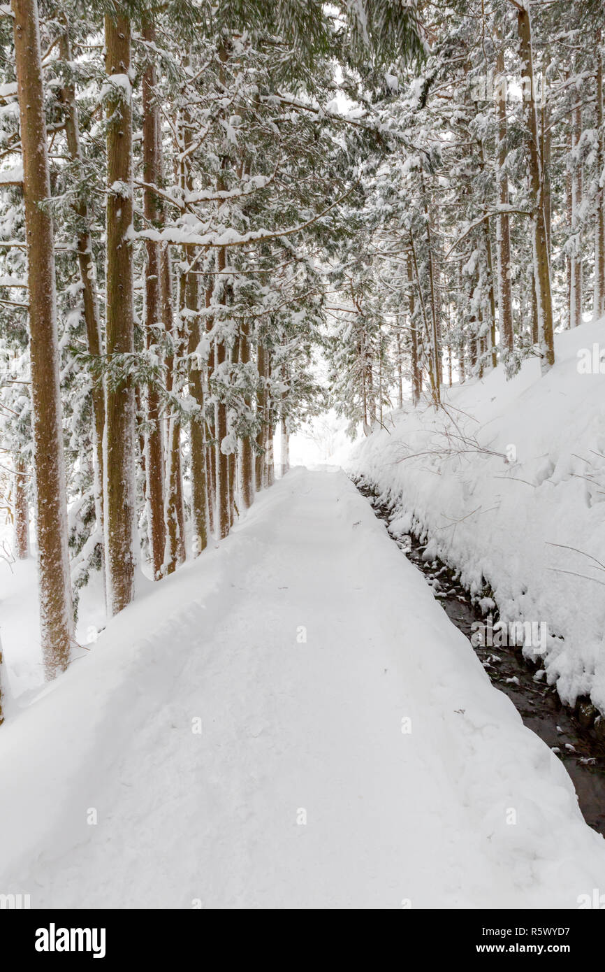 winter Landscape of Pine Forest at yudanaka Nagano Chubu Japan Stock ...