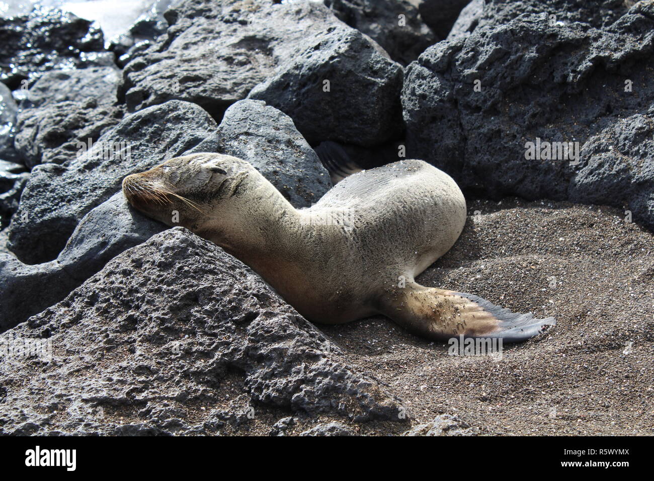 Baby Sea Lion taking a sun nap Stock Photo - Alamy