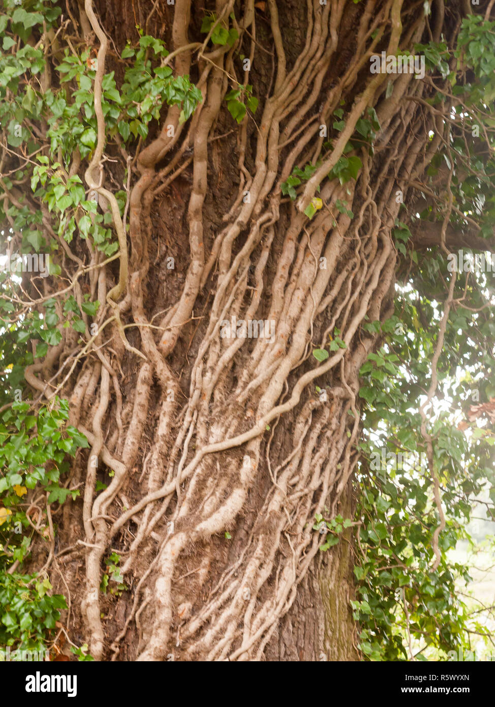wood veins branches on big tree bark trunk outside country close up ...