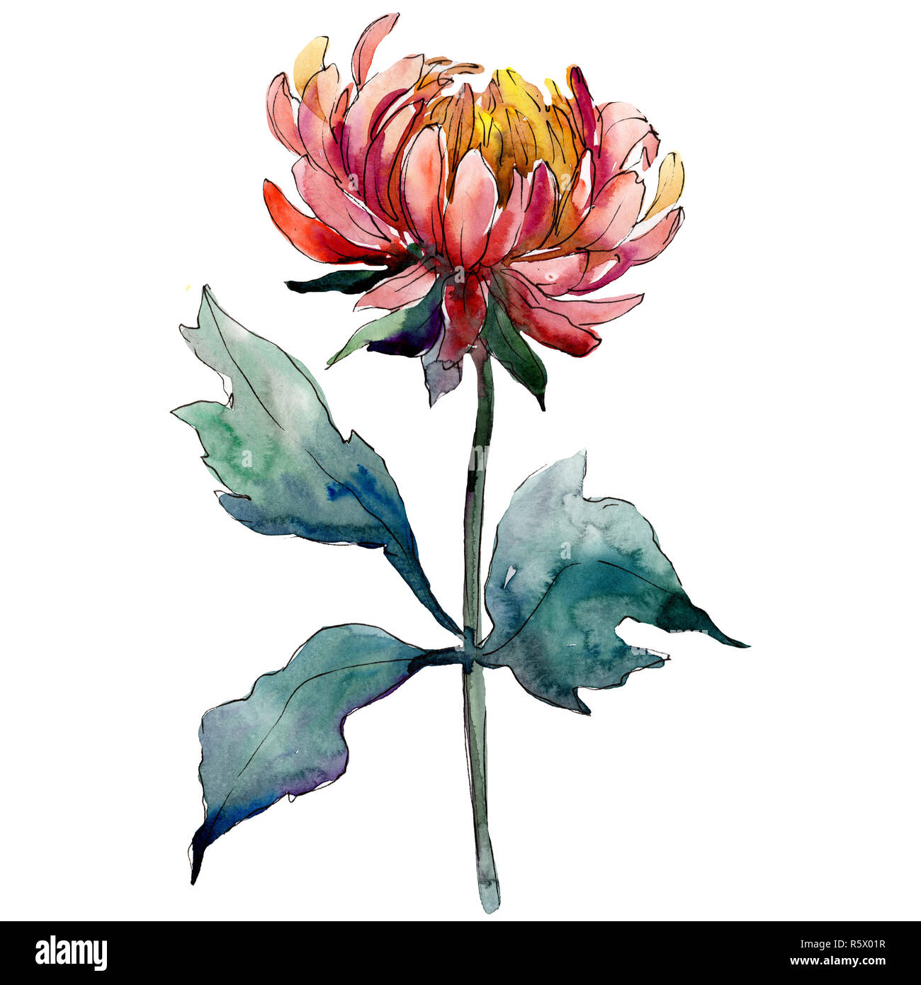 Red aster flower with green leaf. Isolated aster illustration element ...