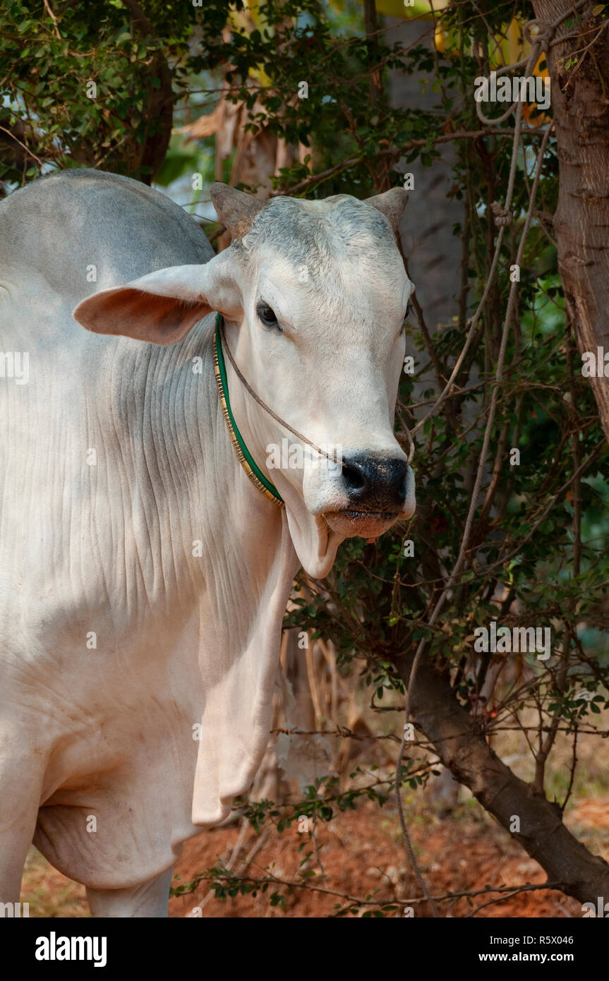 White cow tethered to a tree, Vietnam, Southeast Asia Stock Photo - Alamy