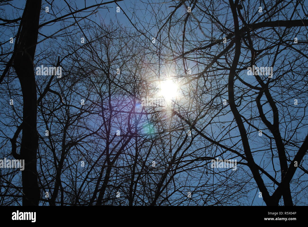 The Sun piercing through the branches in fall Stock Photo - Alamy