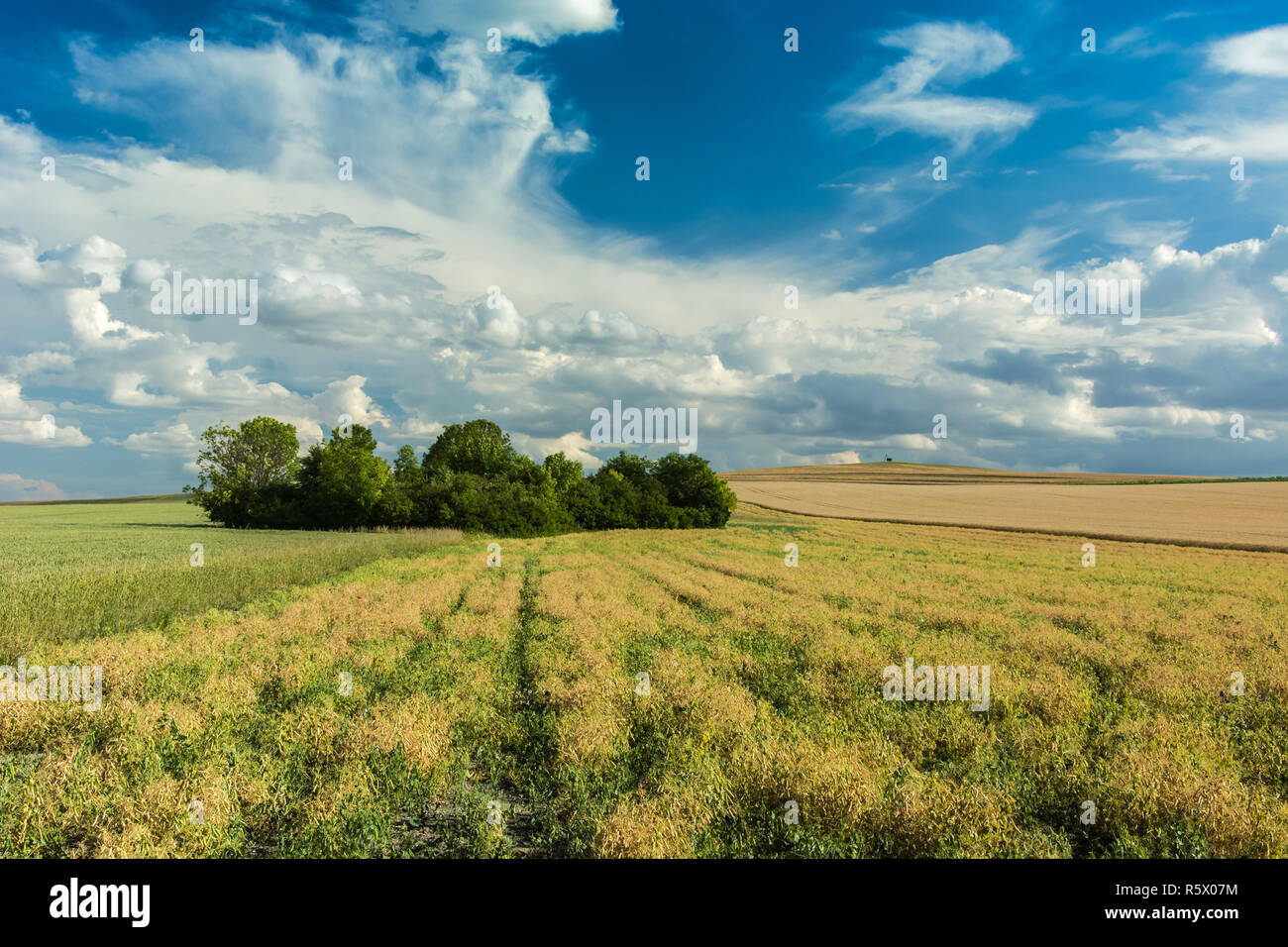 Trees growing in the middle of the field, horizon and clouds in the sky ...