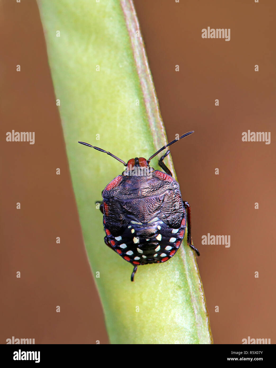 Green chrysalis hi-res stock photography and images - Alamy