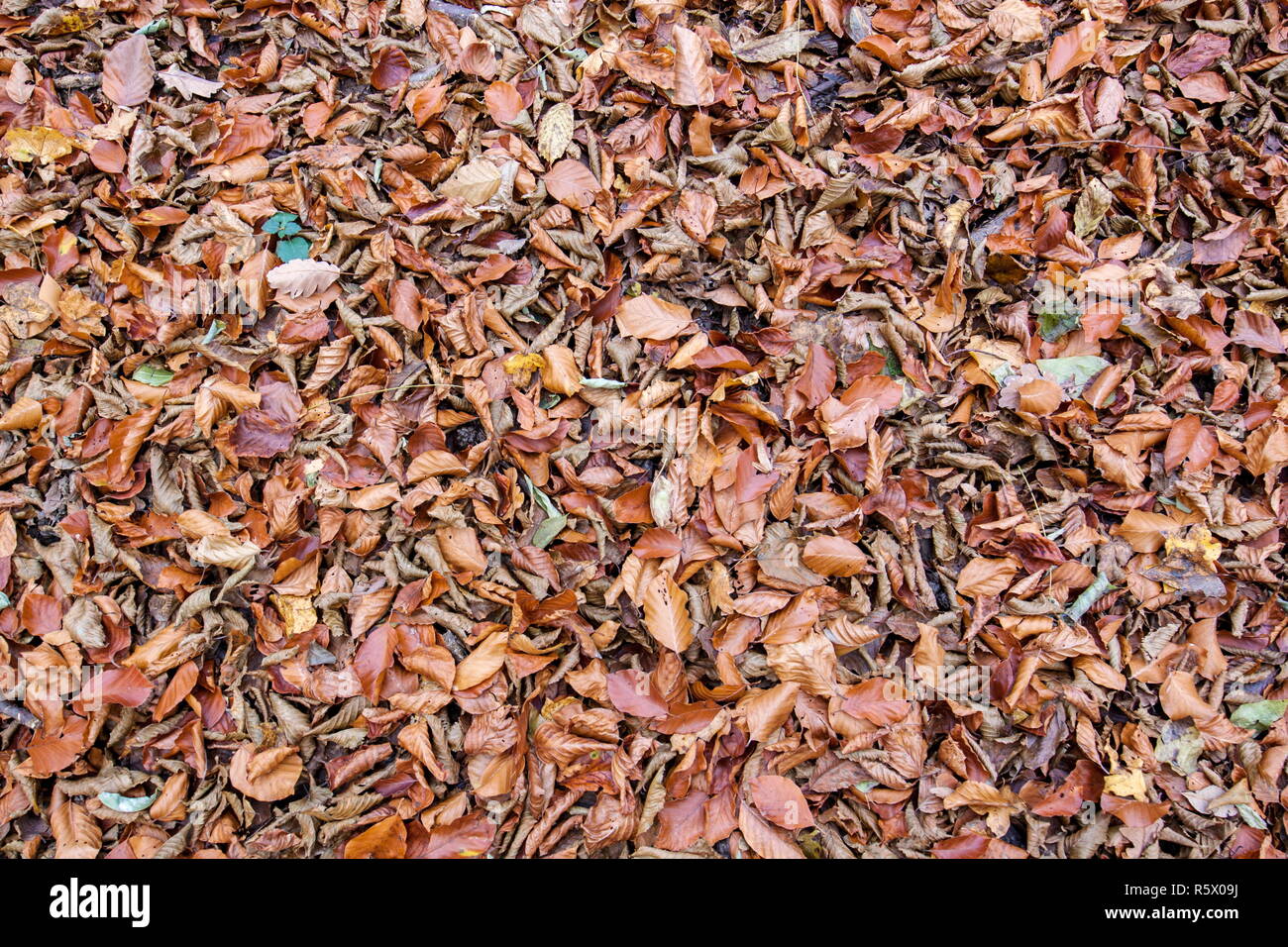 Dead leaves background Stock Photo - Alamy