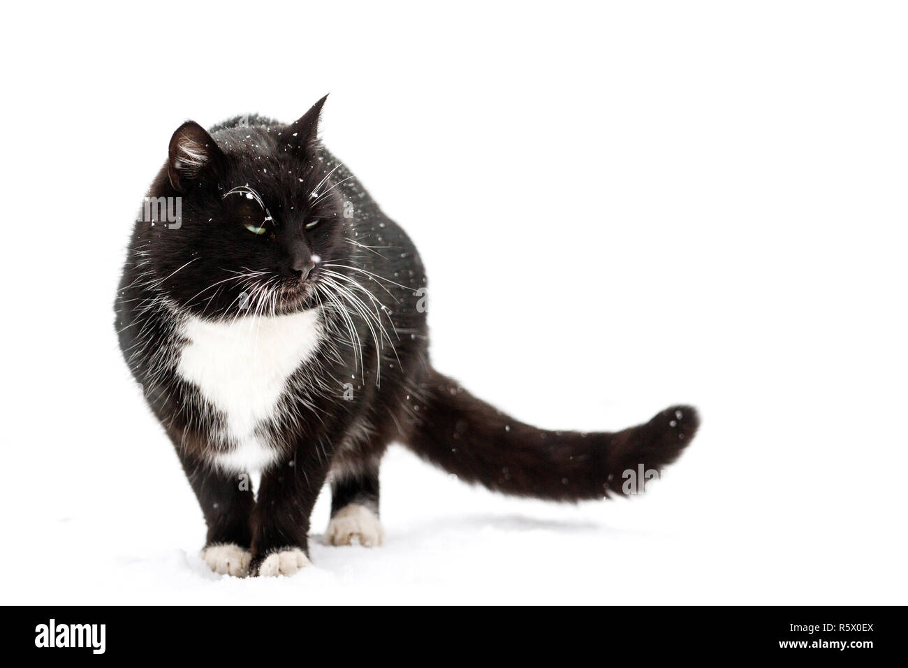 Snow january Cut Out Stock Images & Pictures - Alamy