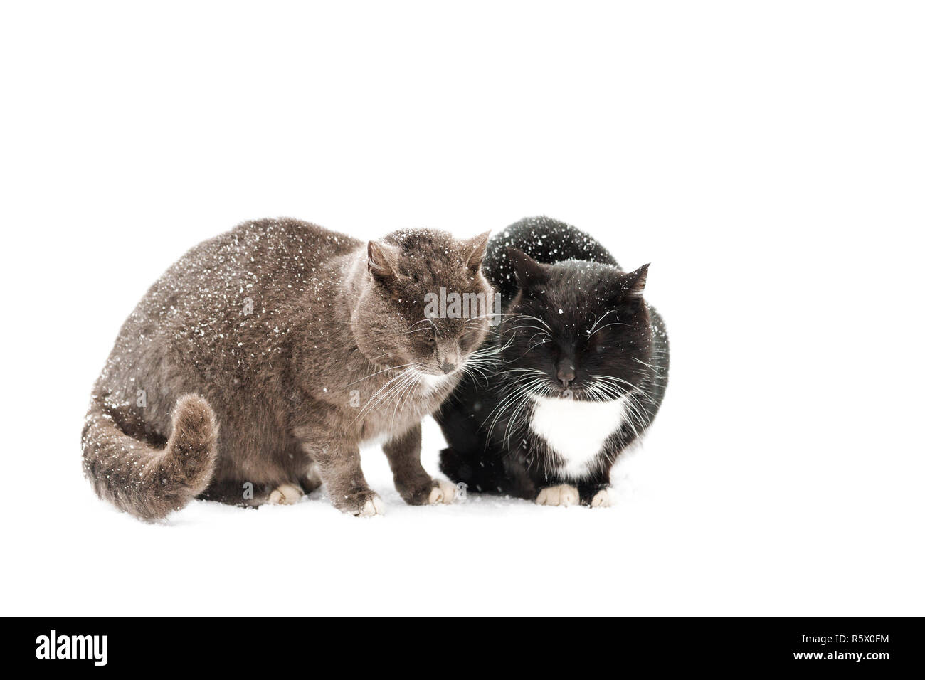 House in winter snowy Cut Out Stock Images & Pictures - Alamy