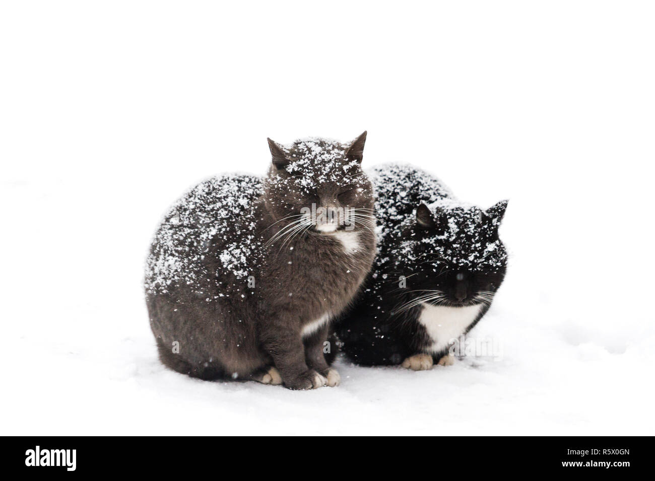 Two cats sit hi-res stock photography and images - Alamy