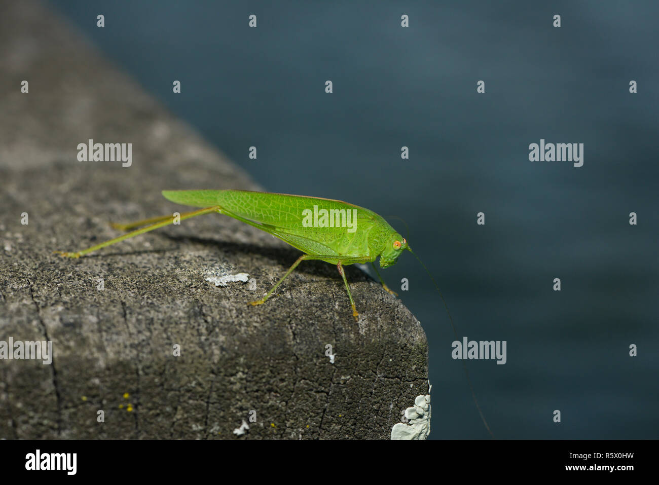 longwing grasshopper on a railing Stock Photo - Alamy