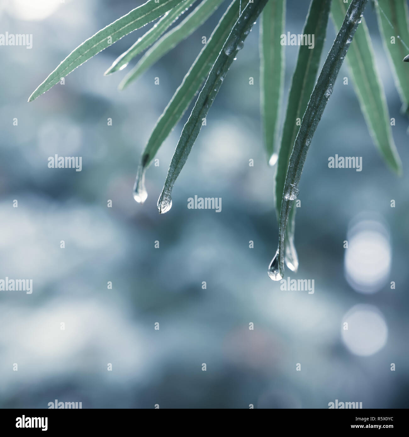 Rainforest leaf drip hi-res stock photography and images - Alamy