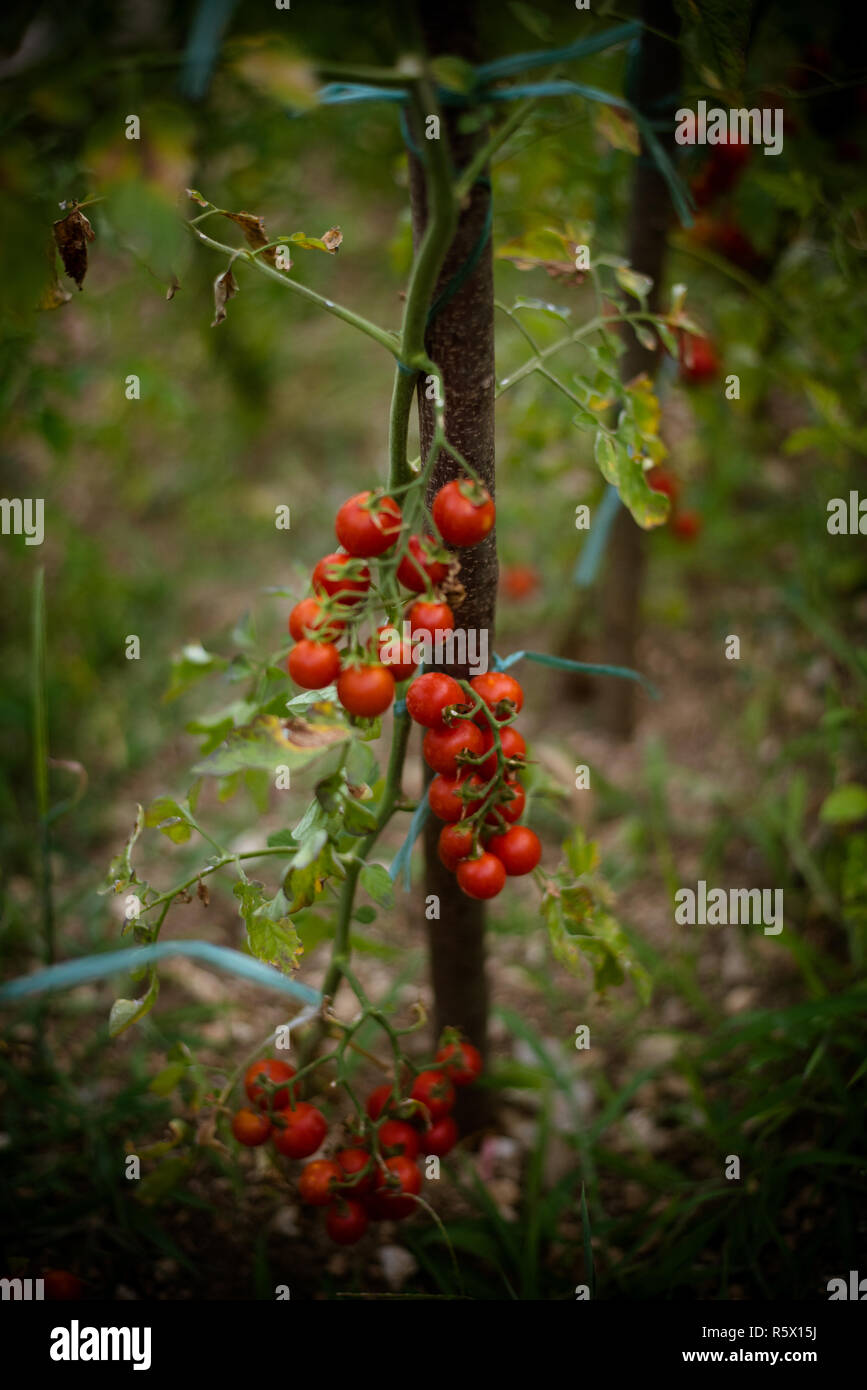 Grow red tomatoes on a stalk Stock Photo - Alamy