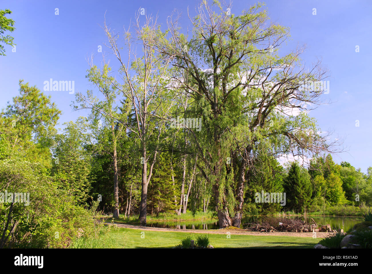 Old Willow Tree Stock Photo - Alamy