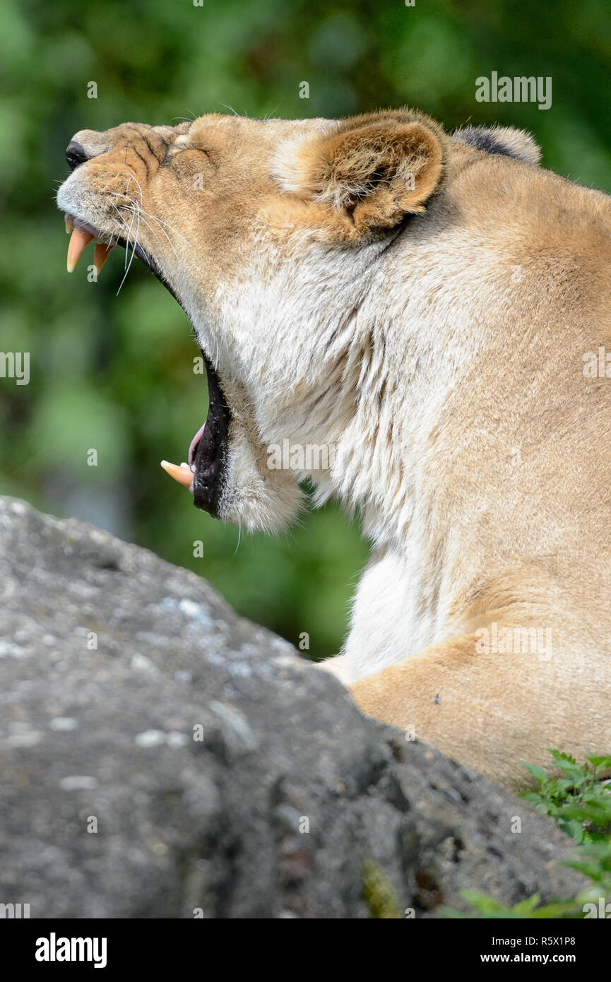 Exhausted lion hi-res stock photography and images - Alamy