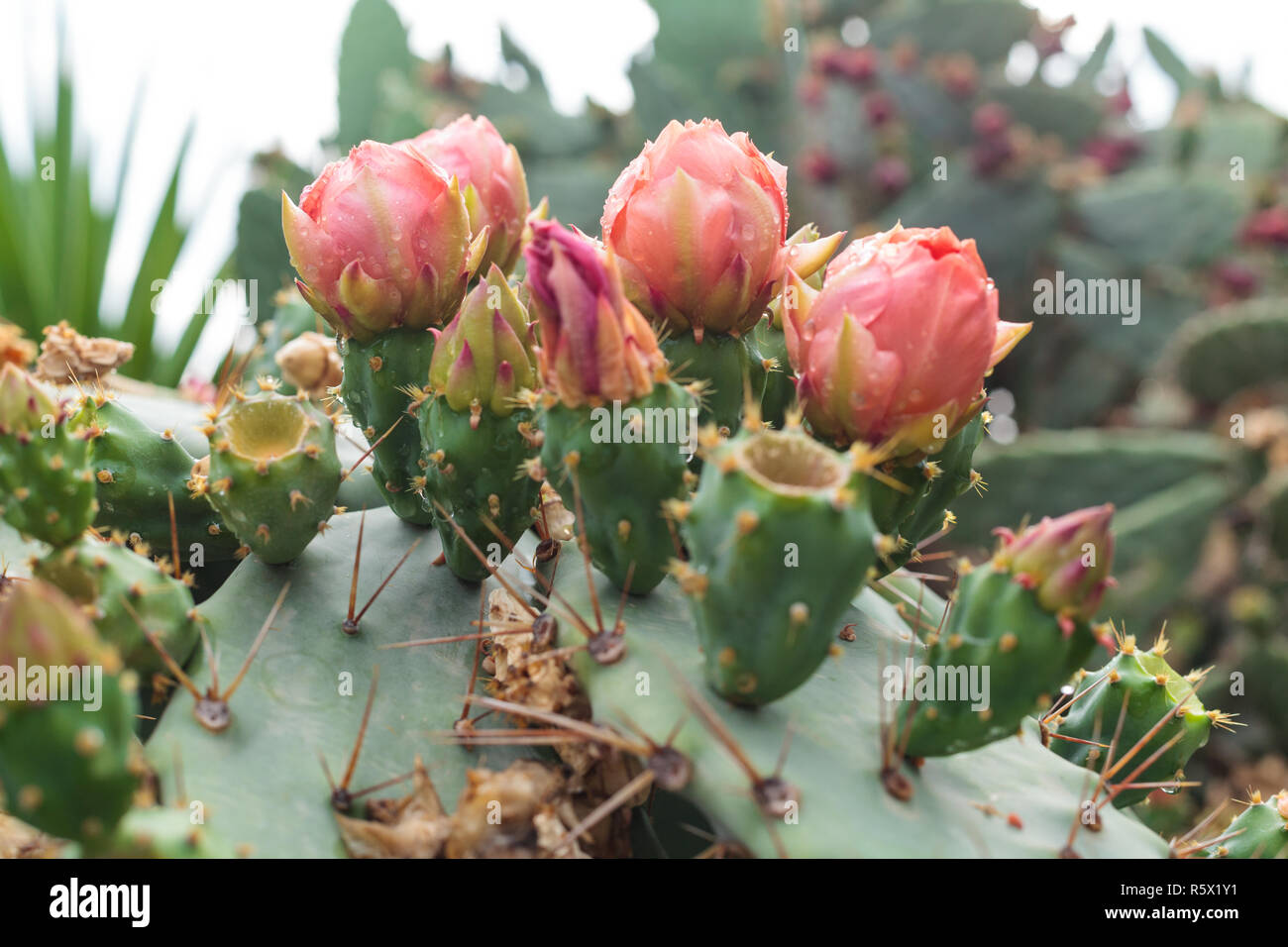 Mediterraneanplants hi-res stock photography and images - Alamy