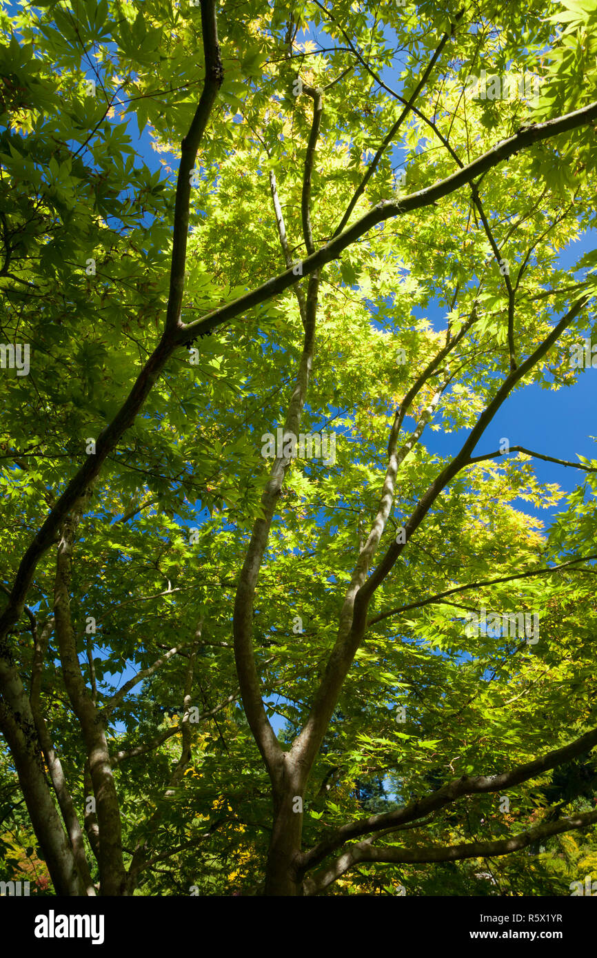 Golden tree crown canopy hi-res stock photography and images - Alamy