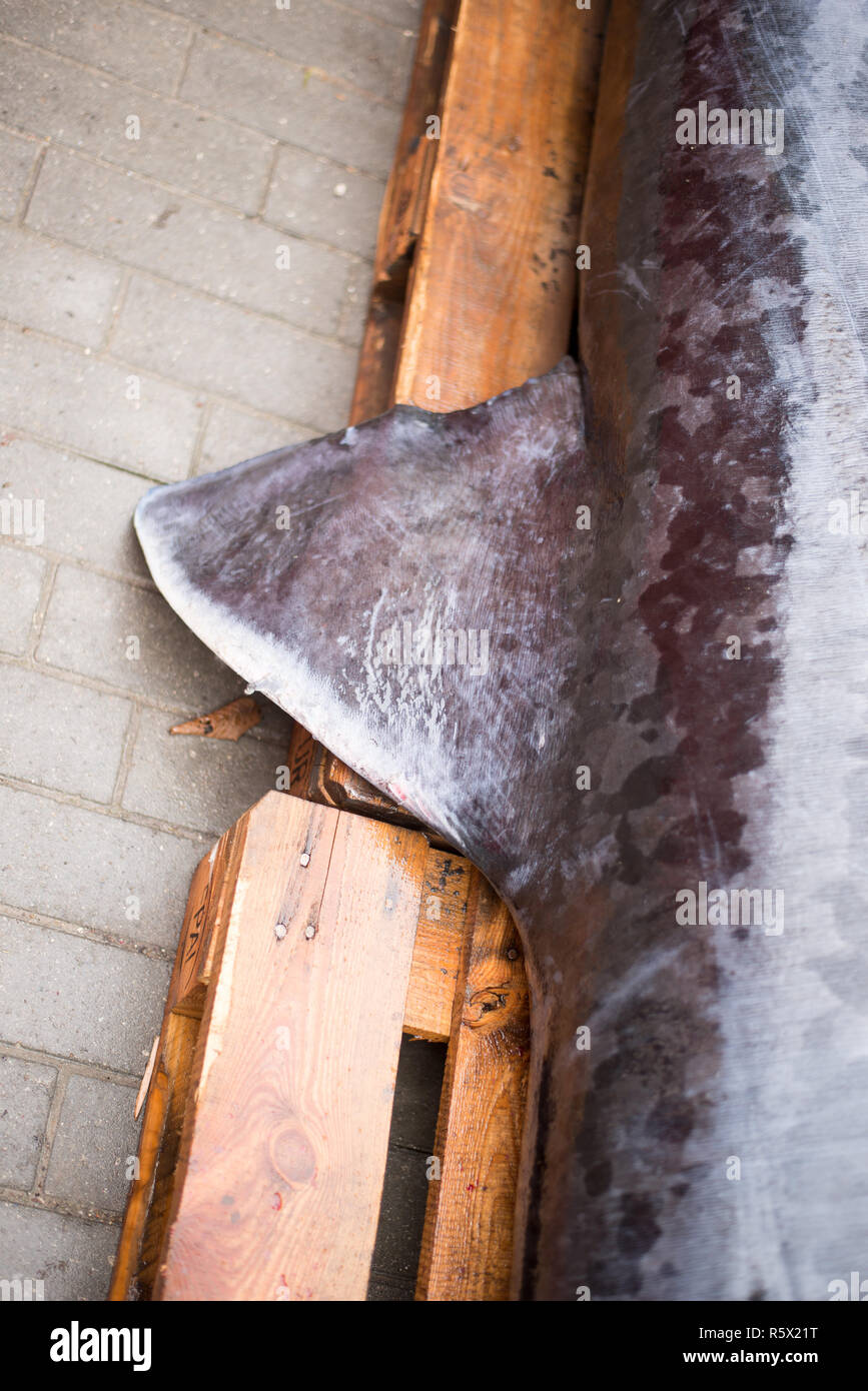 Basking shark skin hi-res stock photography and images - Alamy