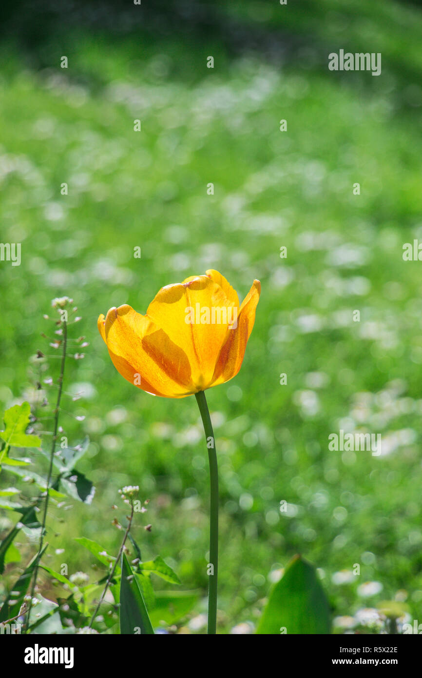 Beautiful tulips flower for postcard beauty concept design Stock Photo ...
