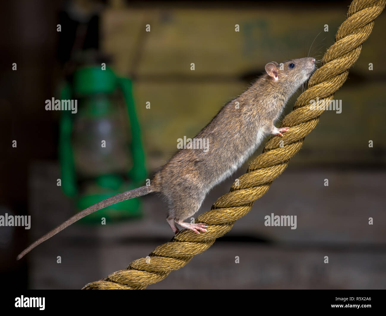 Brown rats rattus norvegicus black hi-res stock photography and images ...
