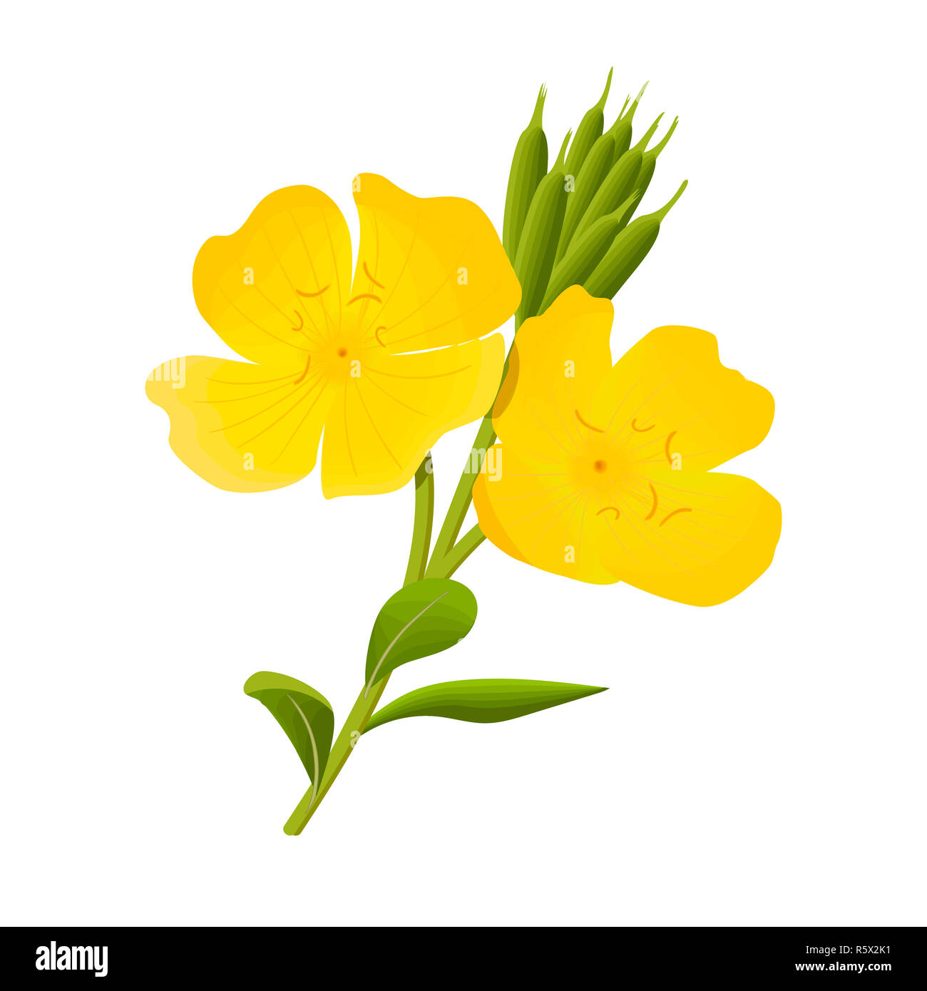 Yellow evening primrose. Sundrop, suncup or oenothera fruticose flower ...
