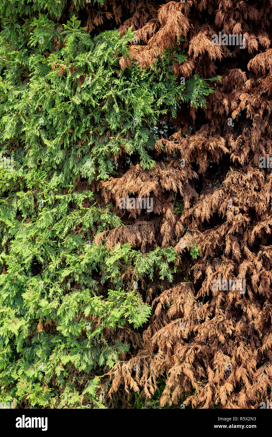 Beautiful dry leaves as an autumn background texture Stock Photo - Alamy