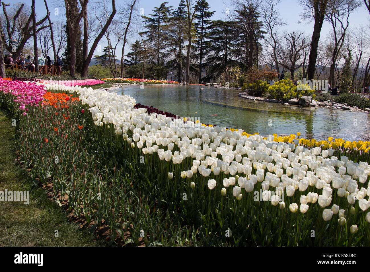 Beautiful tulips flower for postcard beauty concept design Stock Photo ...