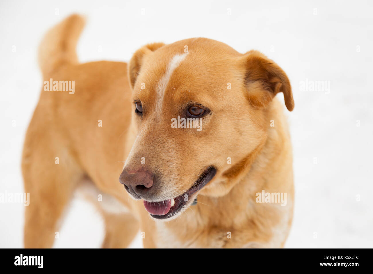Tail wagging the dog hi-res stock photography and images - Alamy