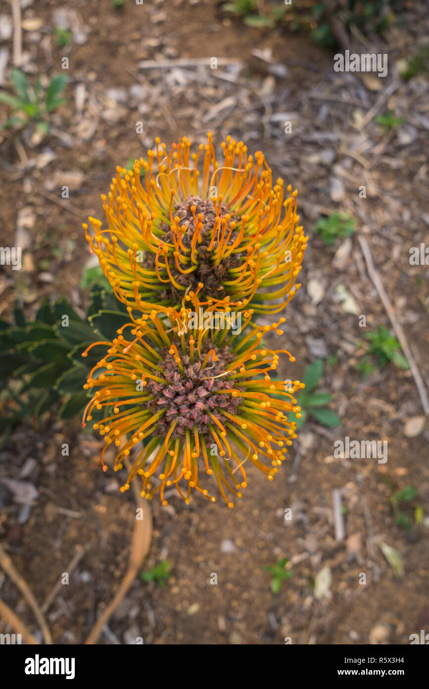 south africa in spring Stock Photo - Alamy