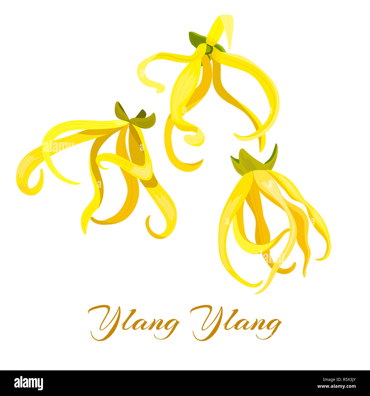 Ylang-Ylang tropical flower Cananga odorata . Vector illustration Stock ...