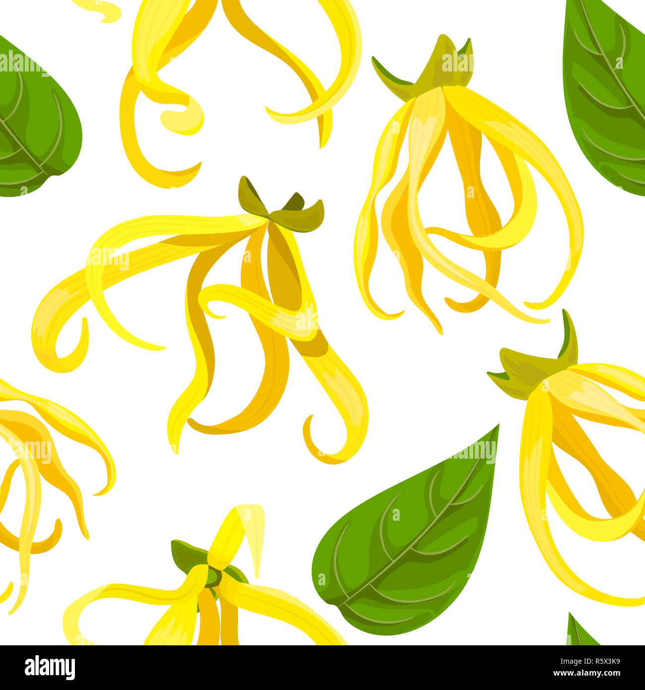 Ylang-Ylang tropical flower Cananga odorata . seamless pattern Stock ...